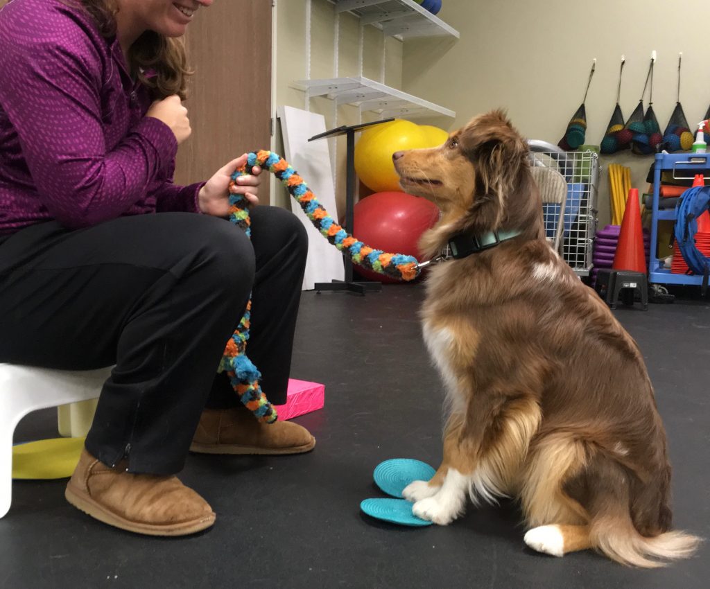 $35 Quickie Classes | Wags & Wiggles Dog Daycare