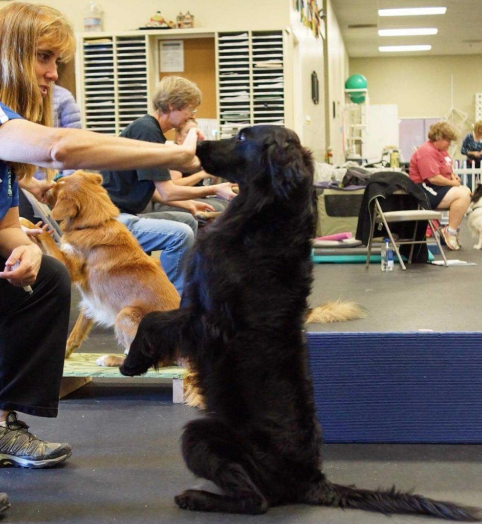 How to be a Successful Student in our Dog Obedience Classes
