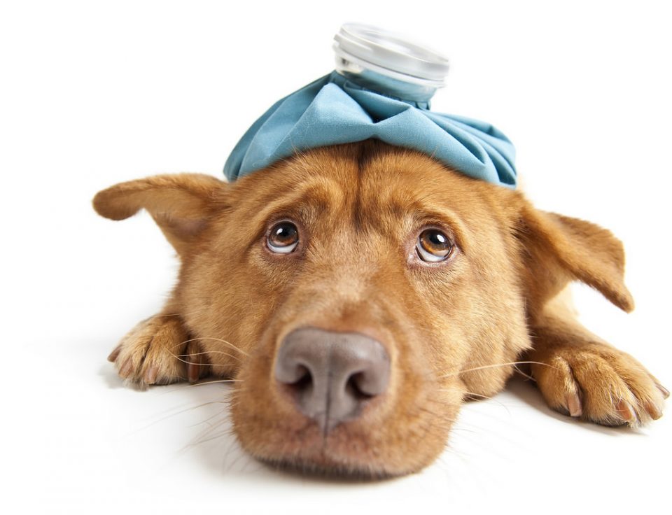 Dog Flu - Signs, Symptoms, and What to Watch Out For