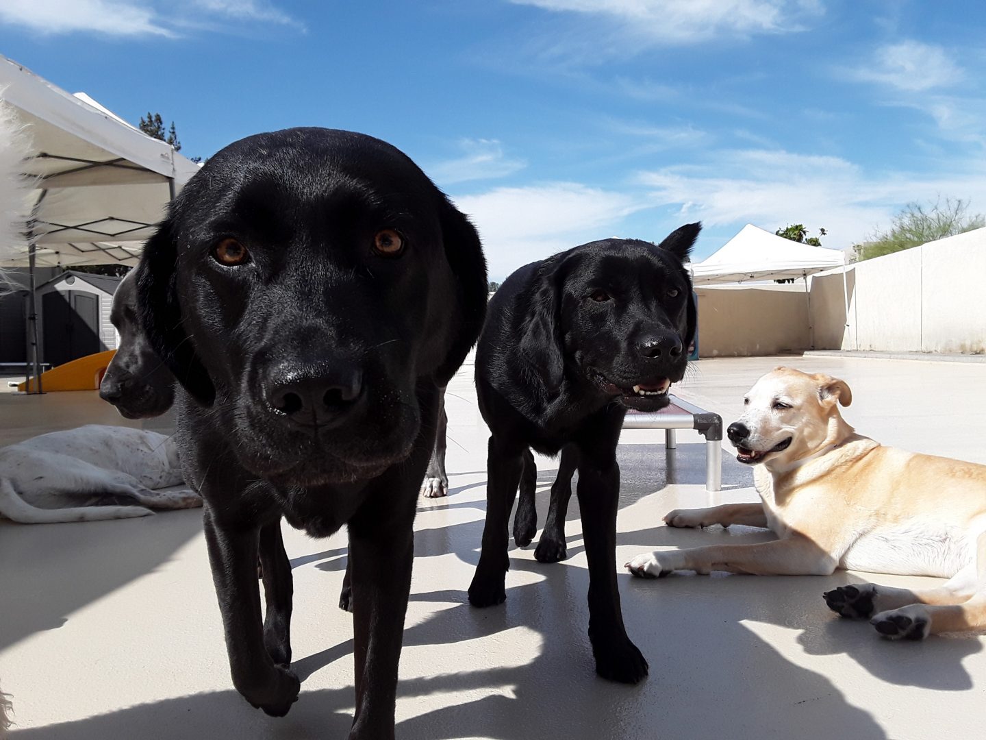 Are Labradors Prone To Bloat