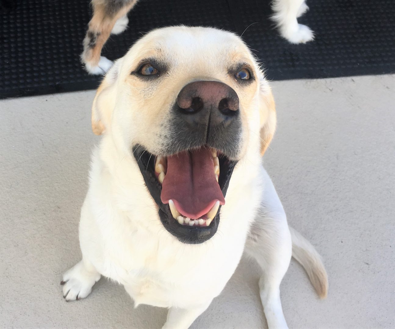 Dog Breed Spotlight: The Labrador Retriever