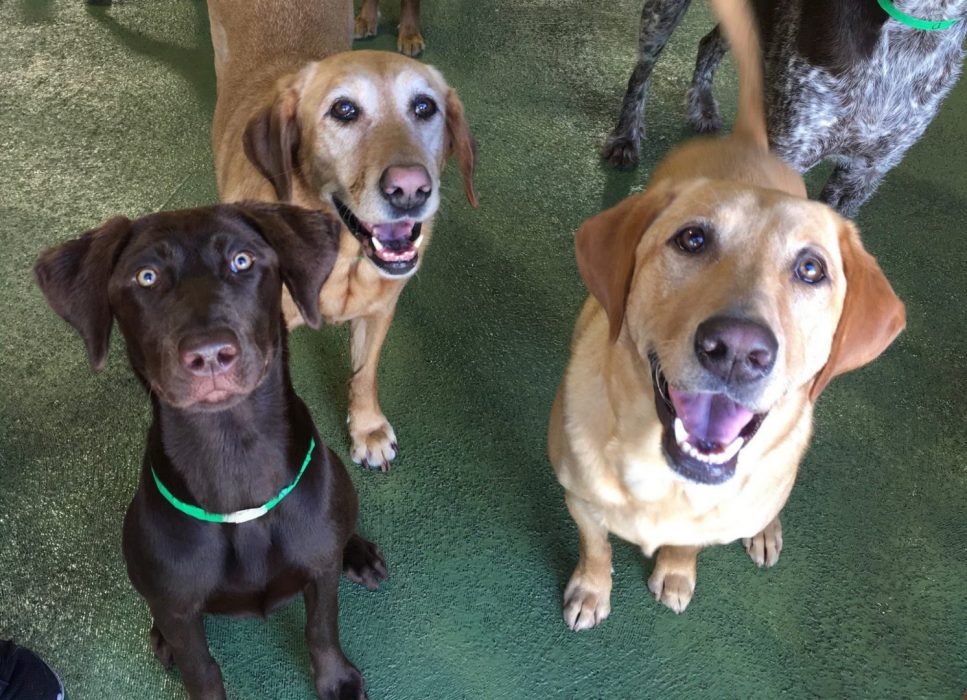 Dog Breed Spotlight: The Labrador Retriever