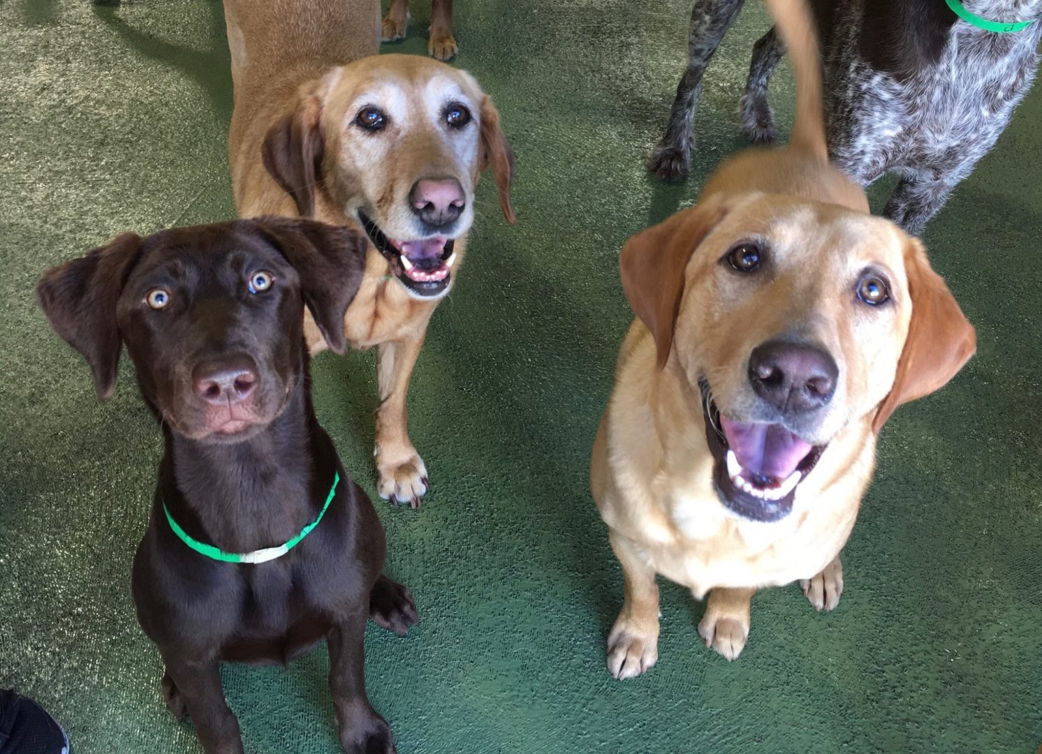 Dog Breed Spotlight: The Labrador Retriever