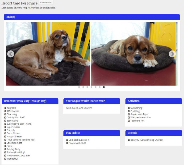 Report Cards | Wags & Wiggles Dog Daycare