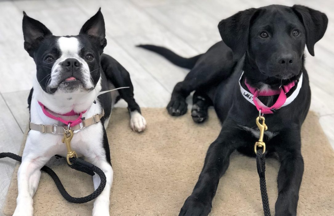Dog Training School During Daycare Or Boarding Wags Wiggles dog-training-school-during-daycare-or-boarding-wags-wiggles