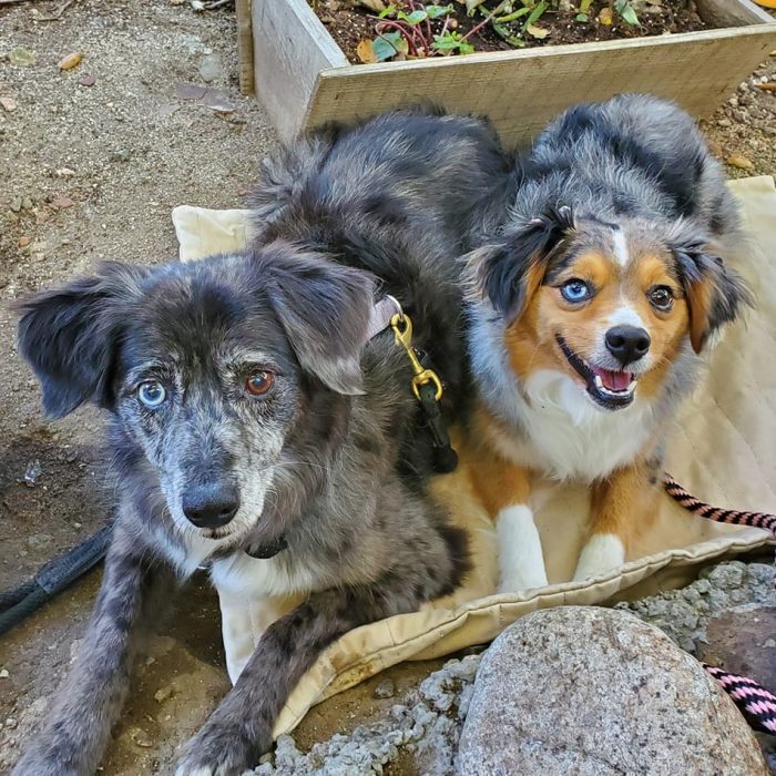 3 Dog Behaviors That Can Turn Your Beloved Dog into a Liability - Wags ...