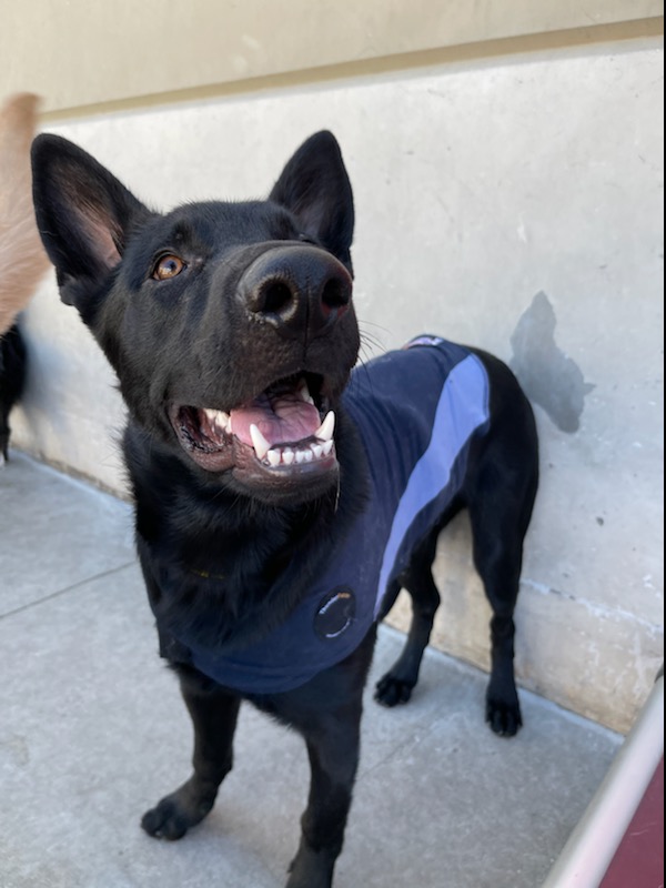 Positive Reinforcement Tools In Dog Daycare - Wags & Wiggles