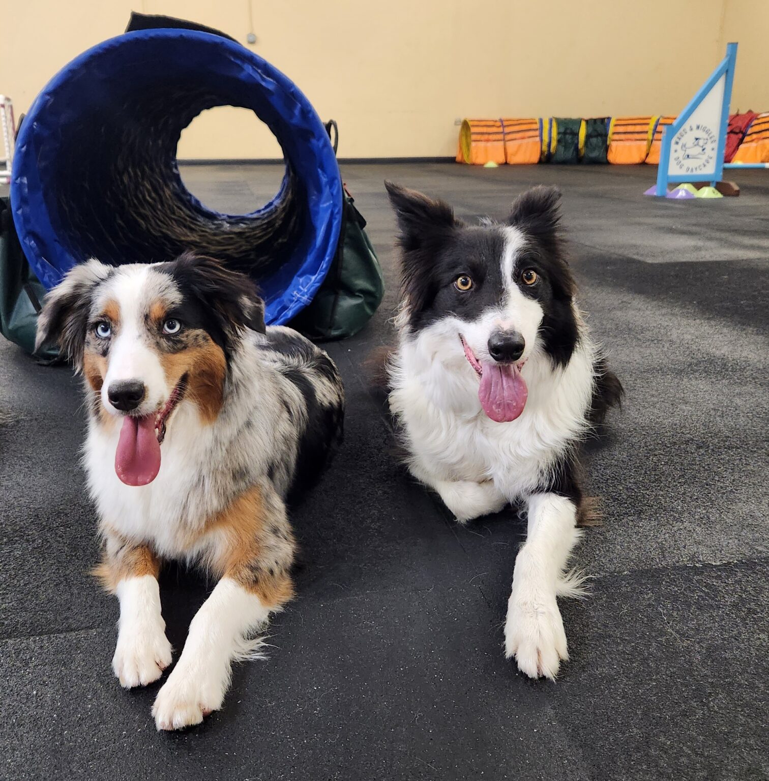 5 Signs Your Dog Needs A Job - Wags & Wiggles