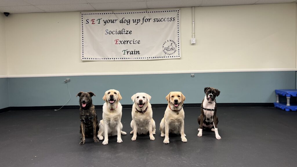 7 Back To School Tips For Your Dog - Wags & Wiggles