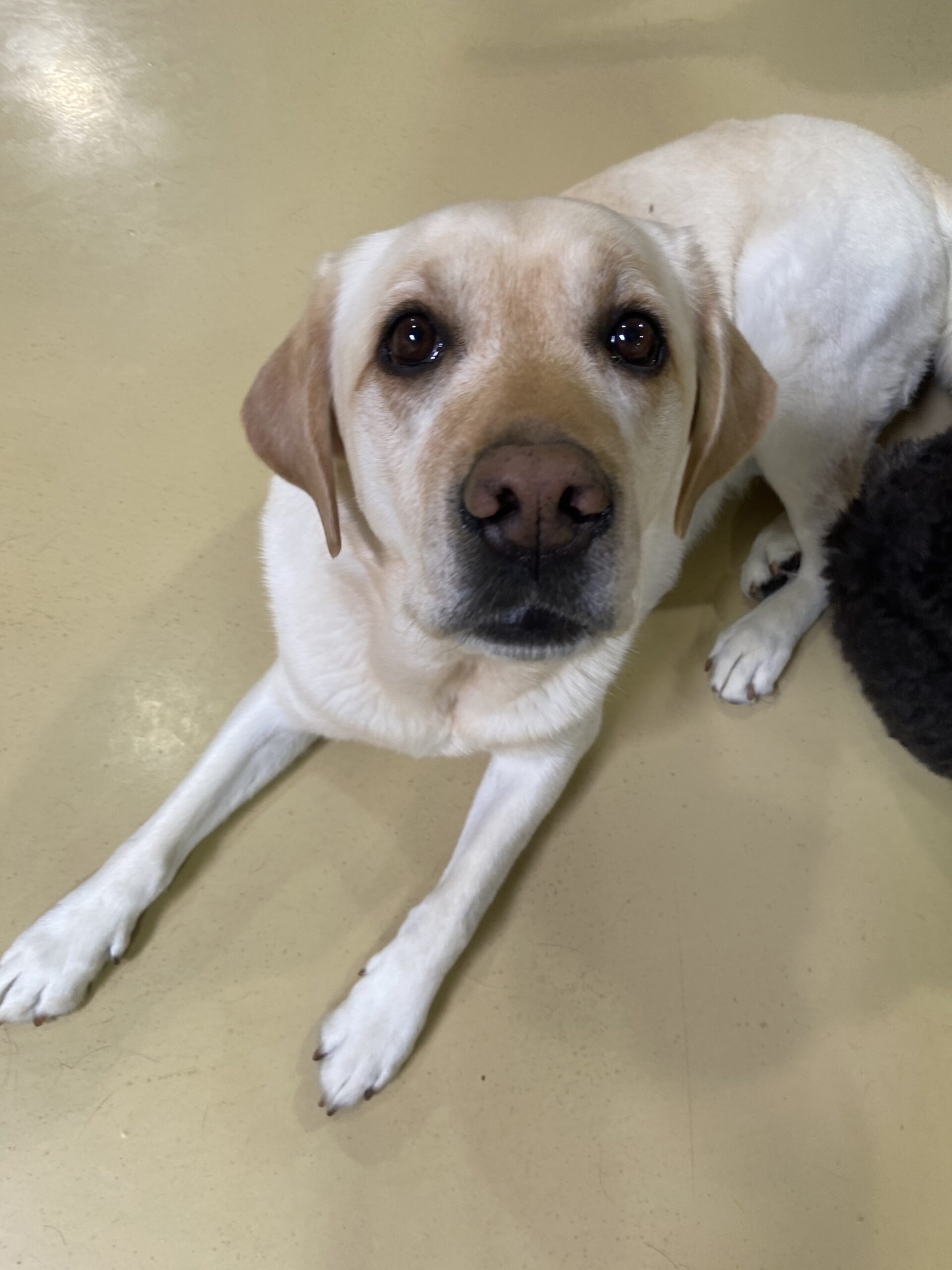 Breed Spotlight: The Labrador Retriever! - Wags & Wiggles