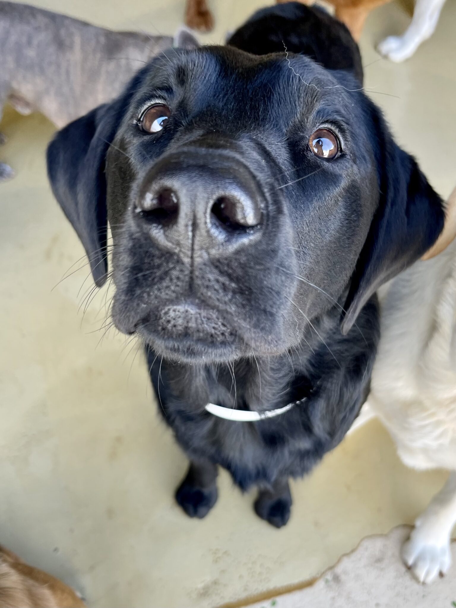 Breed Spotlight: The Labrador Retriever! - Wags & Wiggles