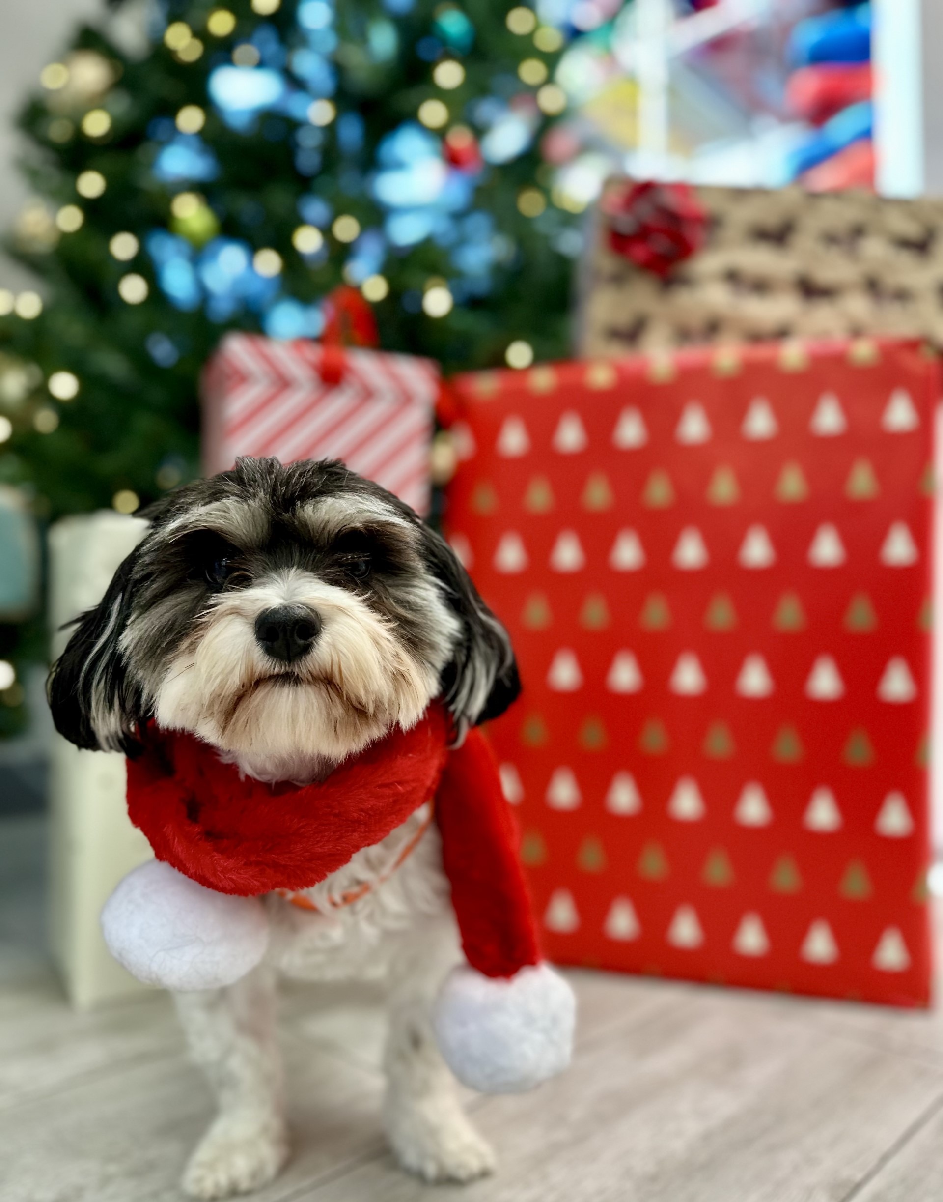 Ensuring a Pawsitively Safe Holiday Season - Wags & Wiggles
